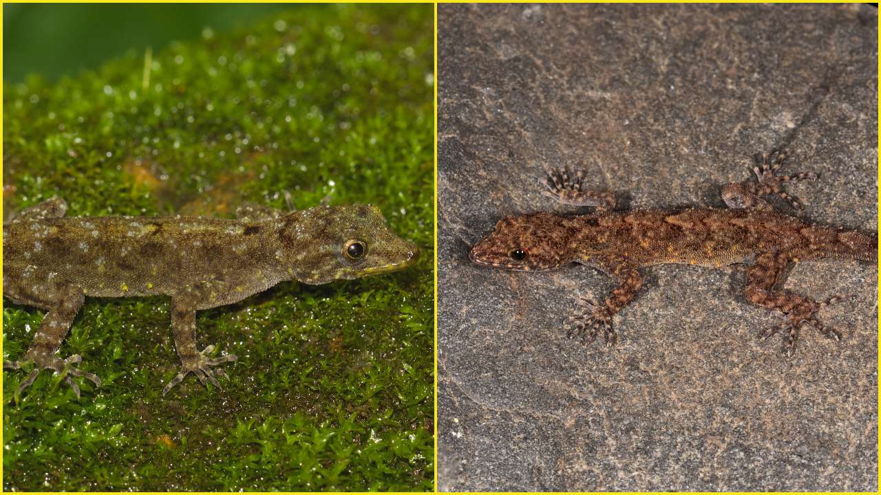 Tejas Thackeray and team discovers two new geckos from ecologically ...