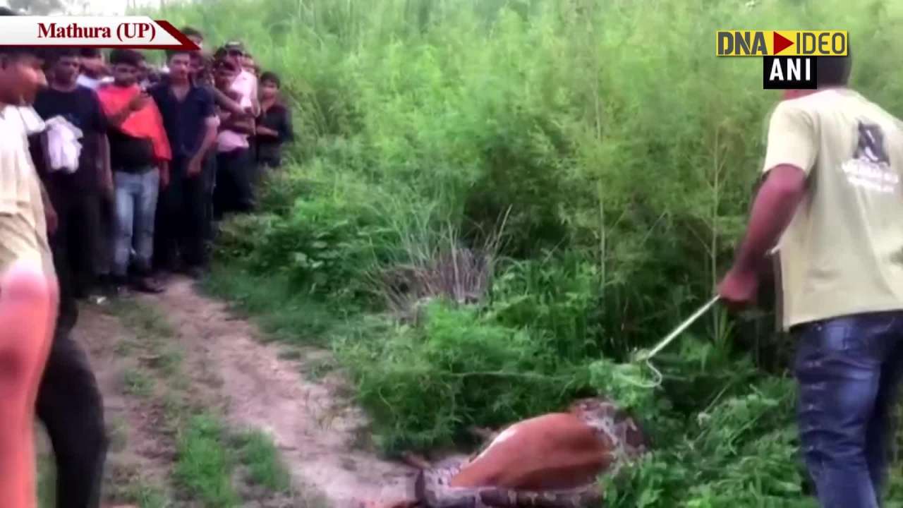 16-ft long python kills goat in Mathura, later rescued by forest officials