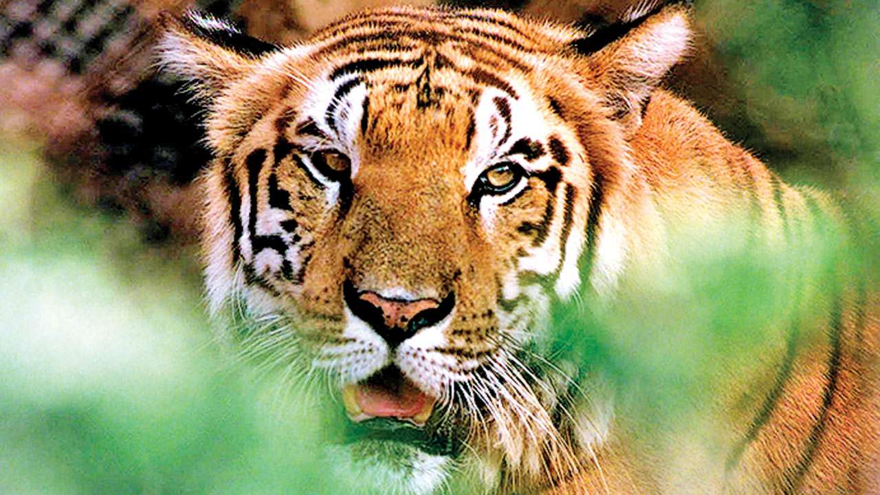 Maharashtra: Wildlife wardens roar at tiger body's order