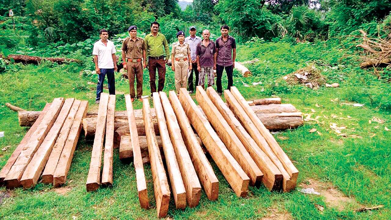 Three states launch crackdown on timber smuggling rackets