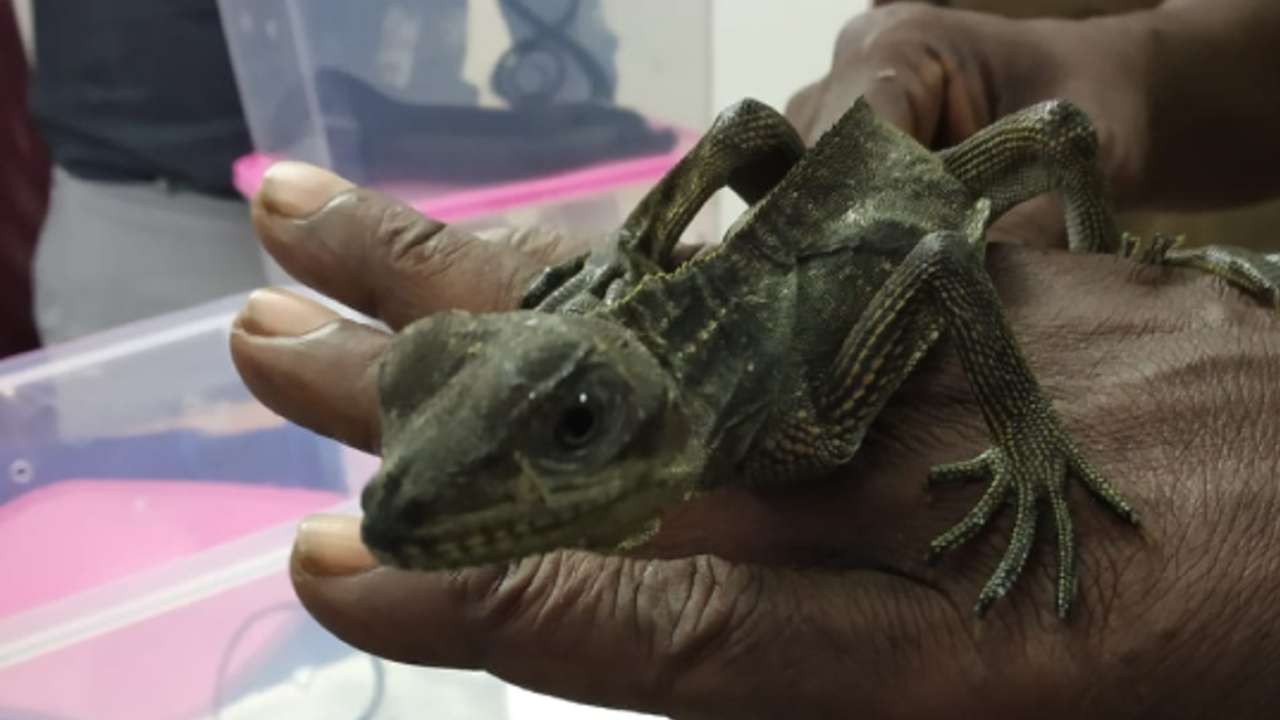 Pythons, monitor lizards seized from luggage at Chennai airport