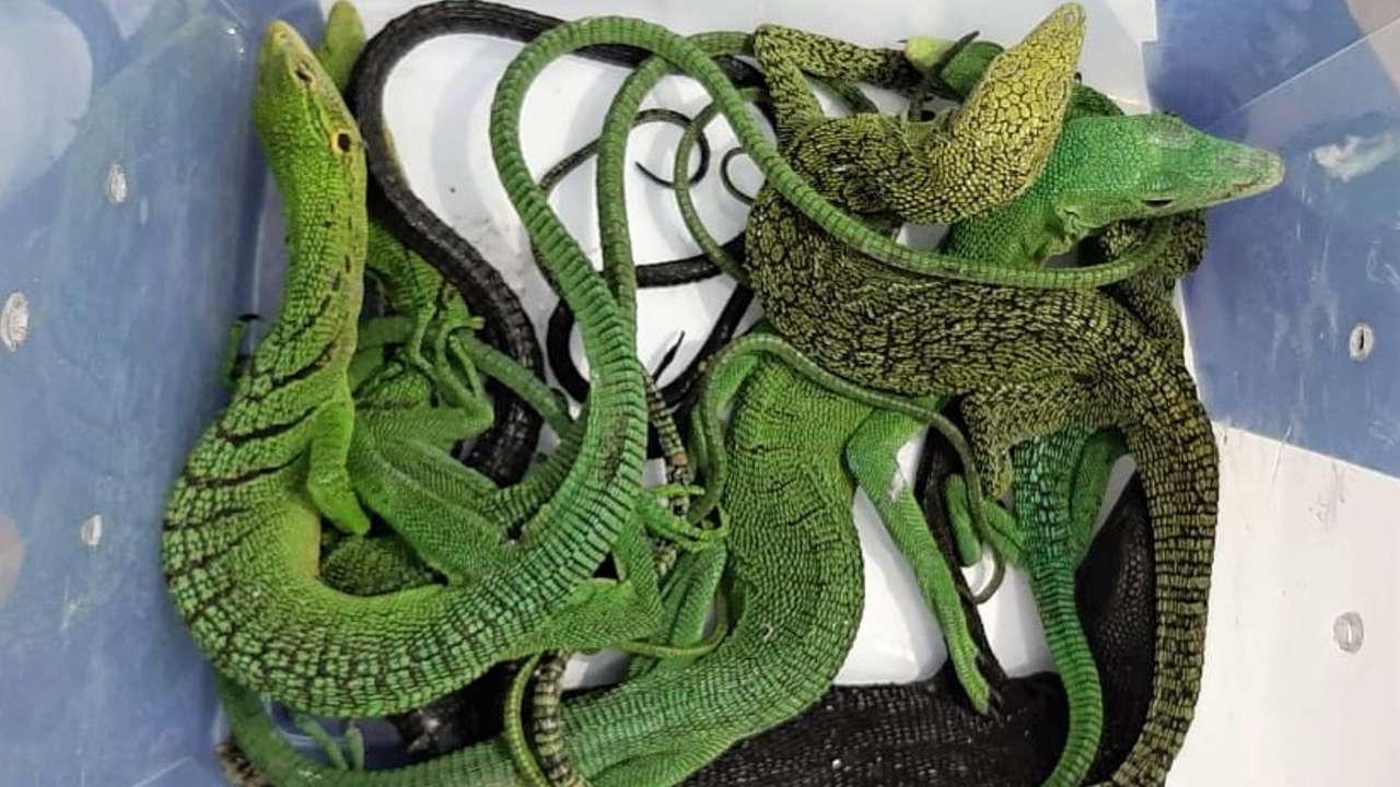 Pythons, monitor lizards seized from luggage at Chennai airport