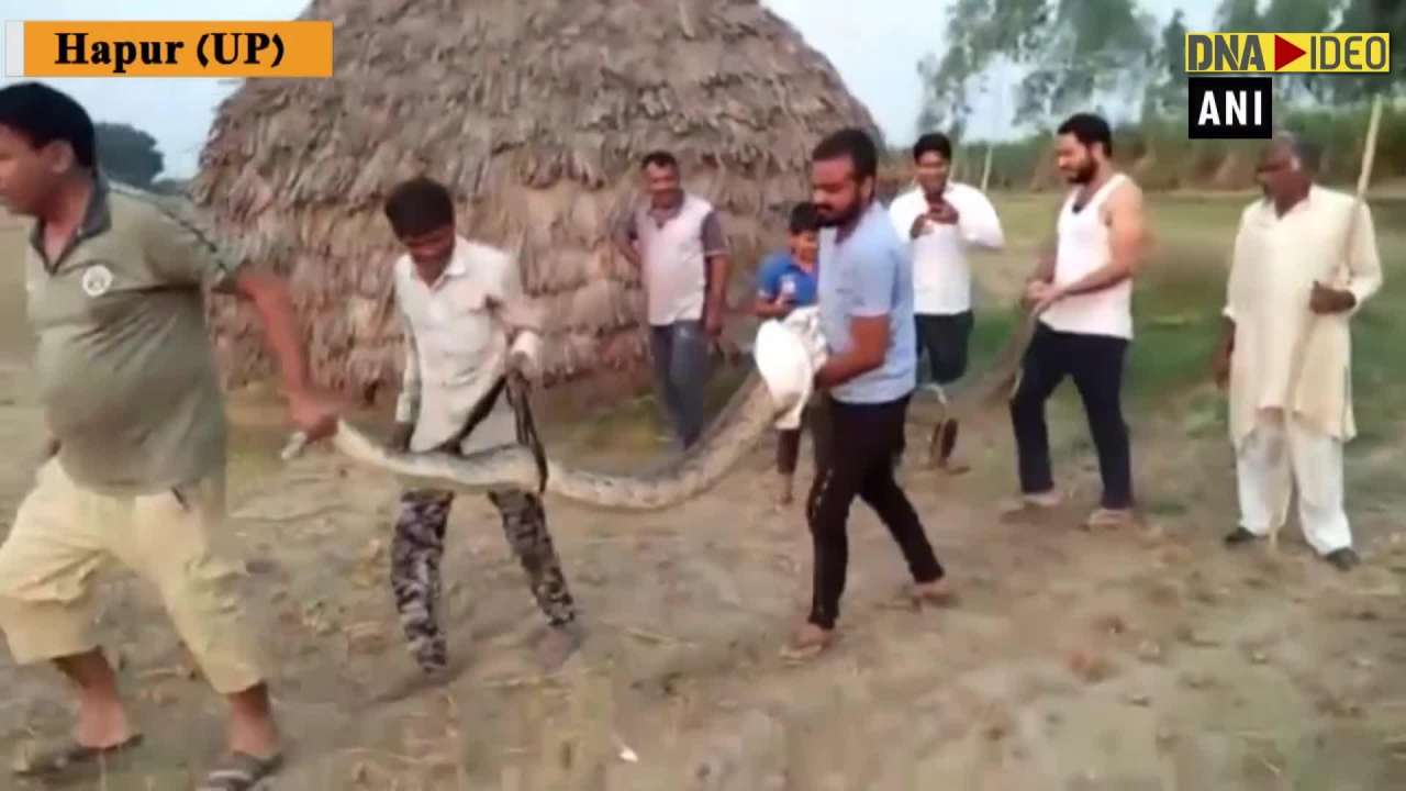 Watch: Forest Dept rescues 15-ft-long python from UP's Hapur