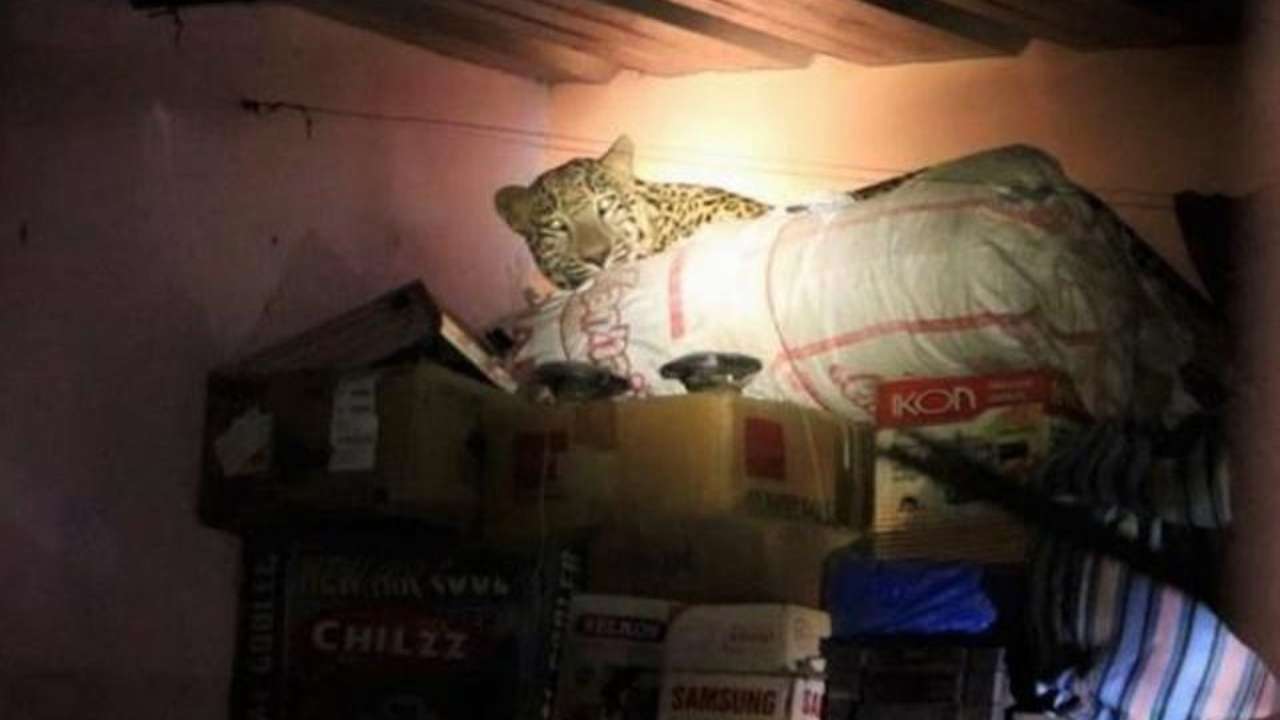 Watch: Leopard enters farmer's home in Maharashtra, captured by forest ...
