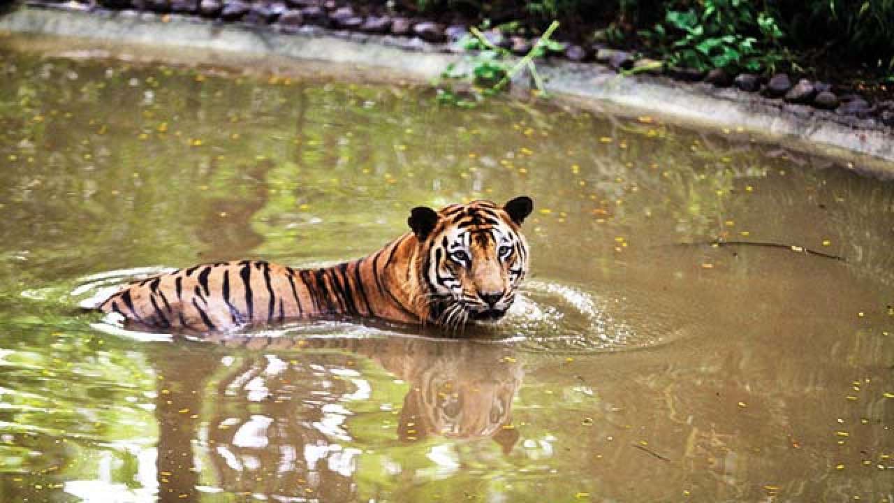 Government amps up wildlife conservation efforts; maps out 32 'tiger ...