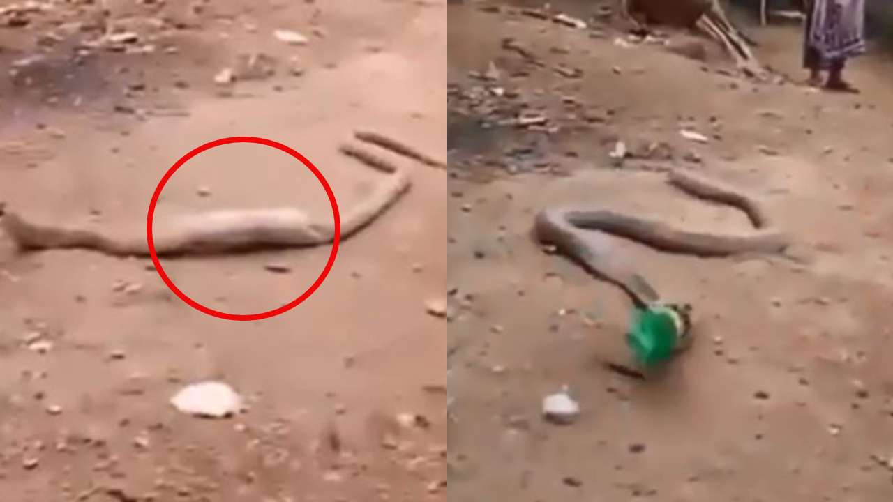 Disturbing video of Cobra throwing up plastic bottle shows why plastic ...