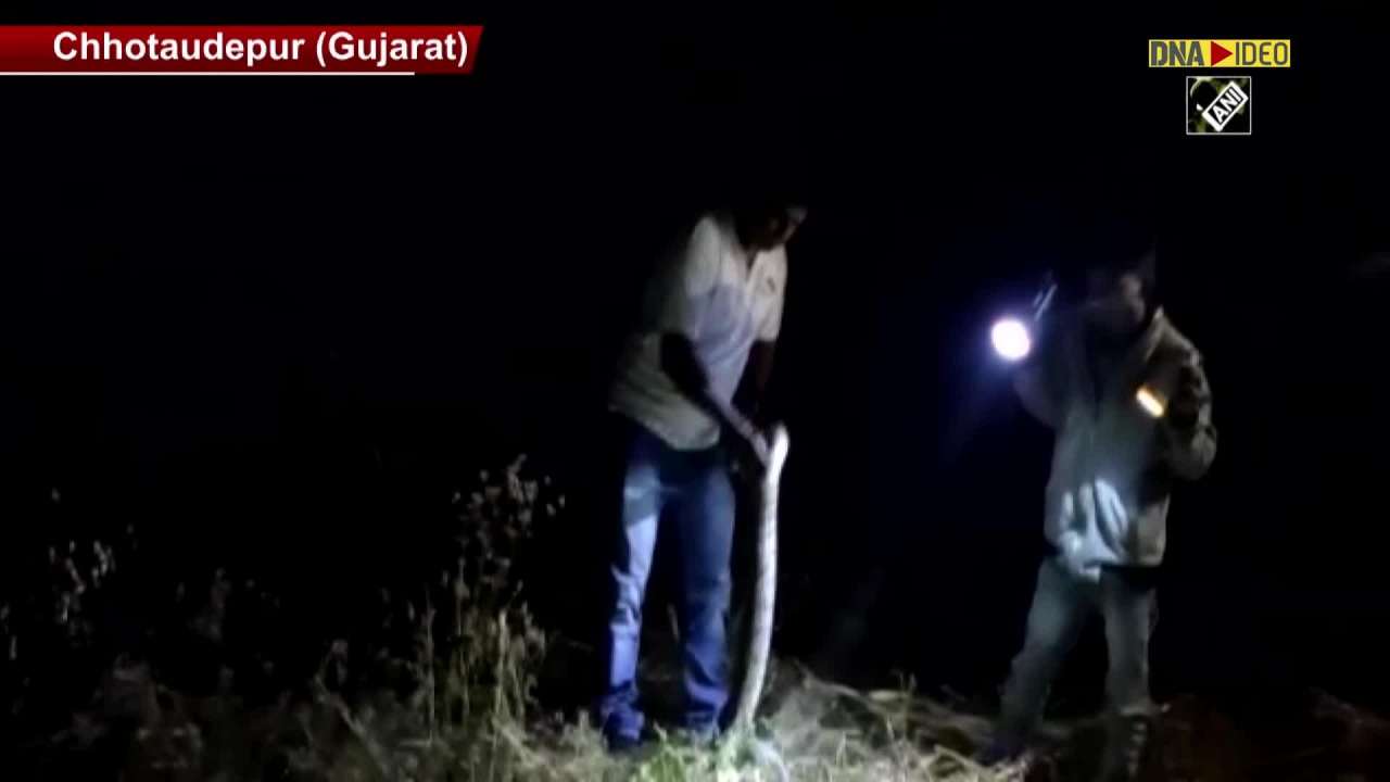 Watch: Forest dept rescues 8-ft-long python in Gujarat