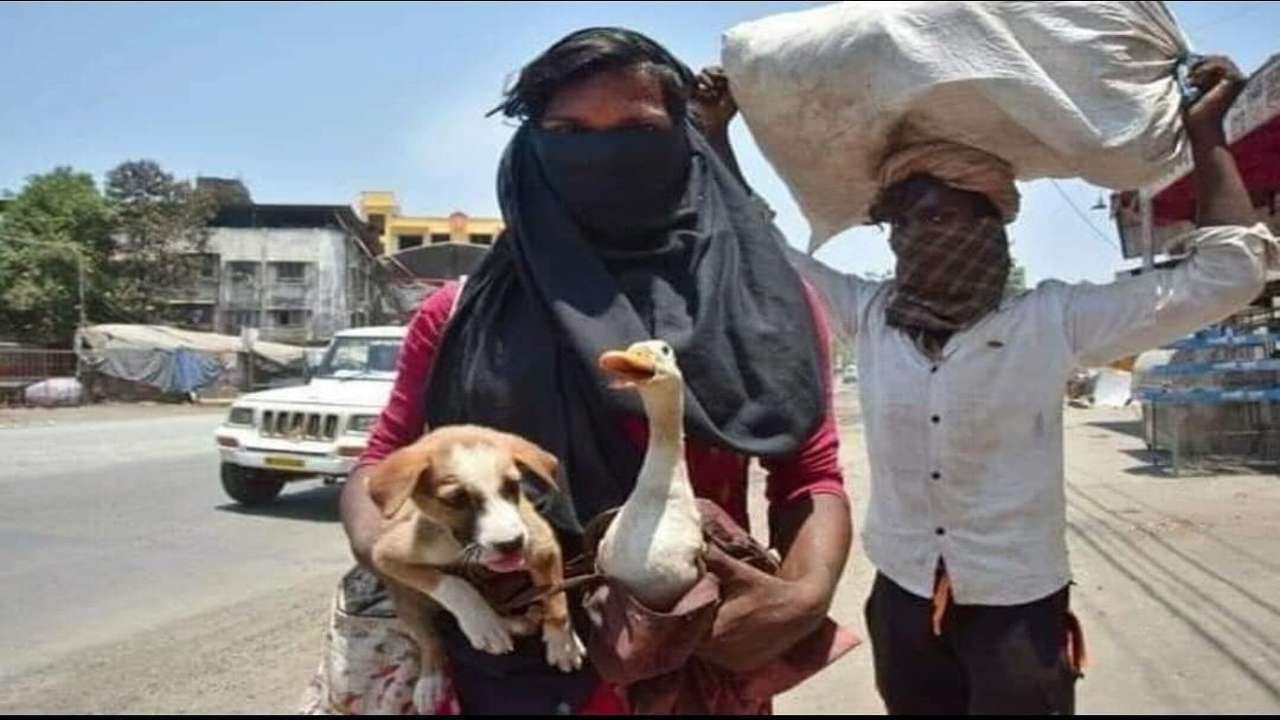 Picture of migrant worker walking with pets in arms in lockdown goes viral
