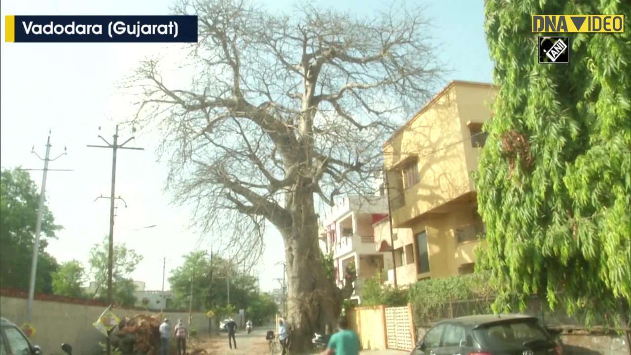 Gujarat dendrophiles initiate rescue mission of 100-yr-old tree