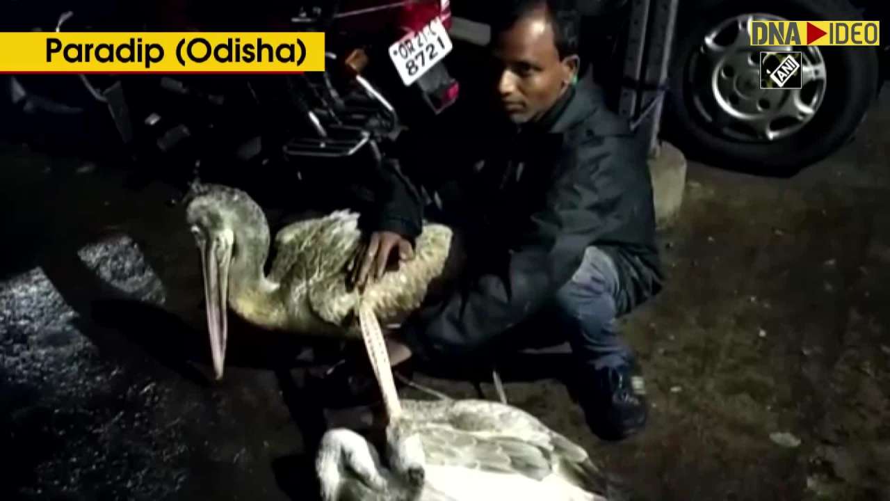 Cyclone Amphan: Forest Department rescue pelicans in Paradip