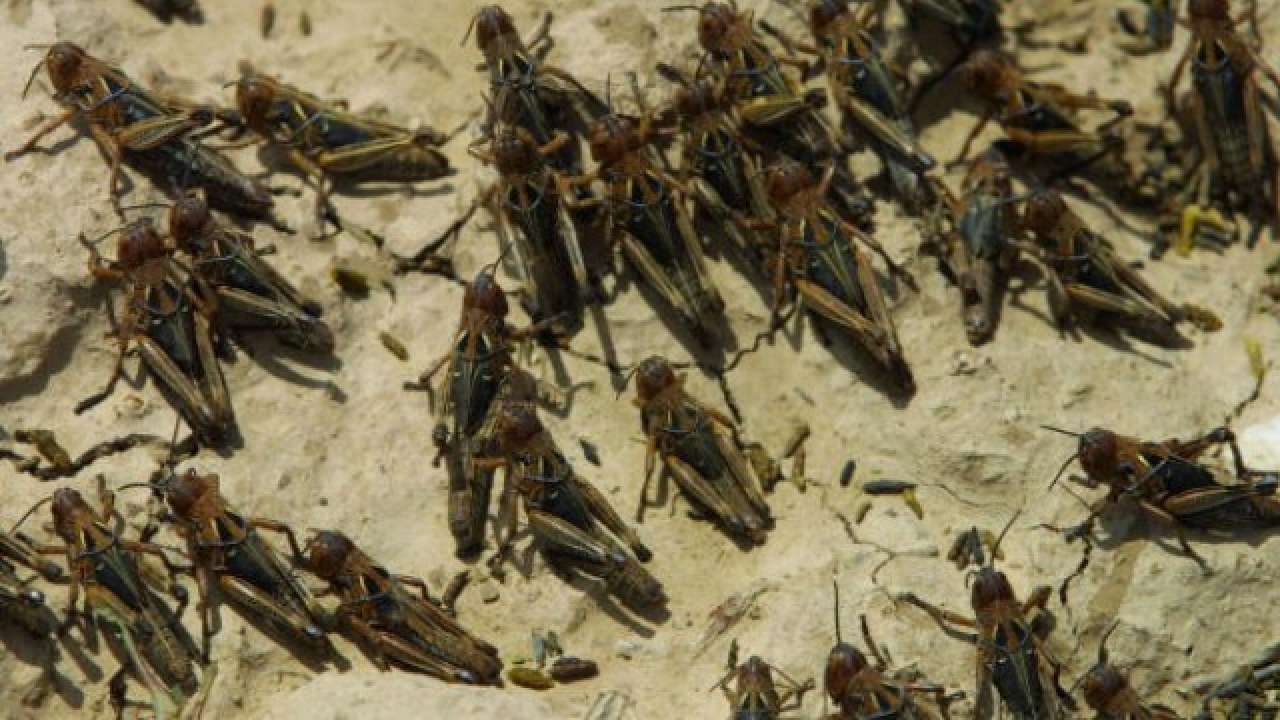As swarm of locusts head towards India for summer breeding, Delhi and ...
