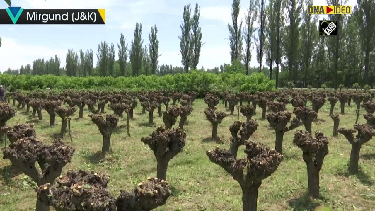 Pruning of mulberry trees underway to boost cocoon production in J&K’s ...