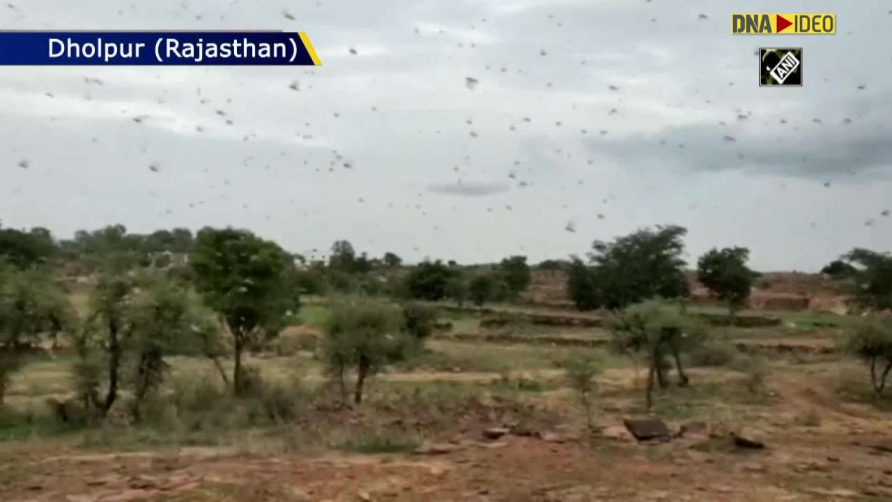 Swarm of locusts attacks Rajasthan's Dholpur