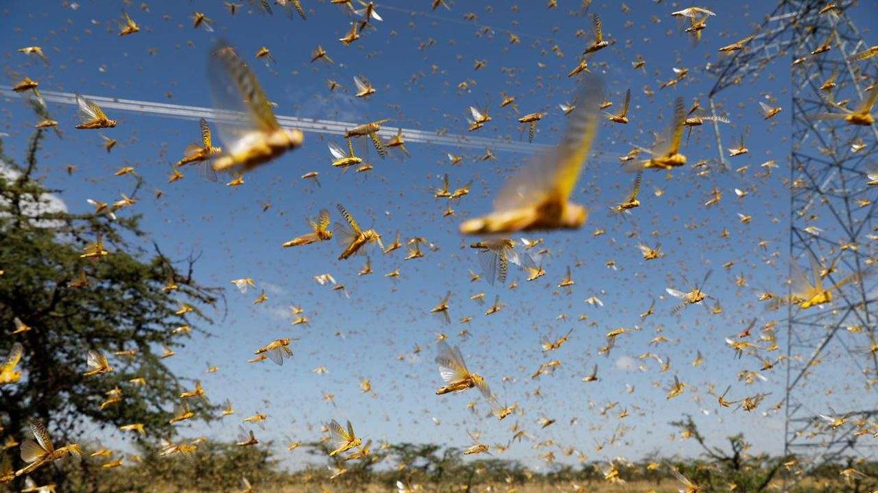 Declare locust menace natural disaster: Rajasthan Agriculture Minister ...