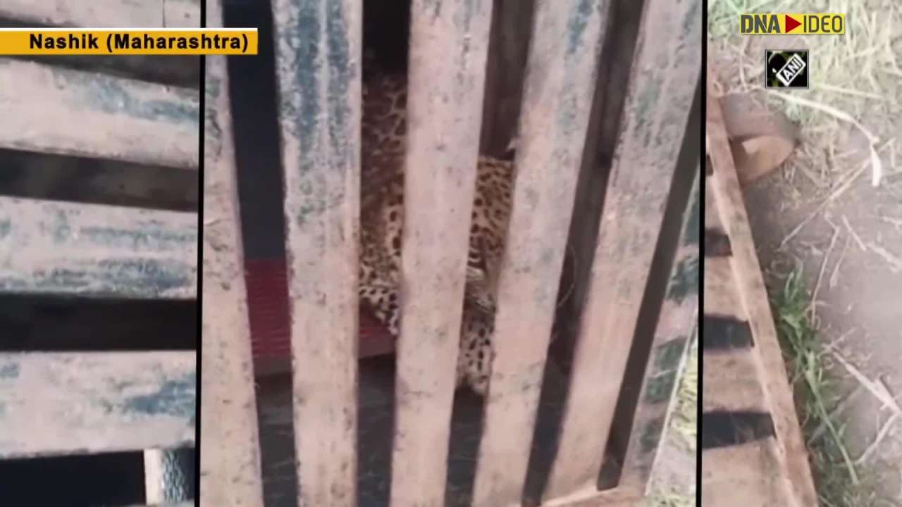 Female leopard captured in Nashik village