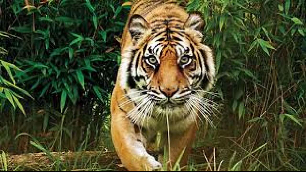 Global Tiger Day 2020: 70% of world's tiger population lives in India ...