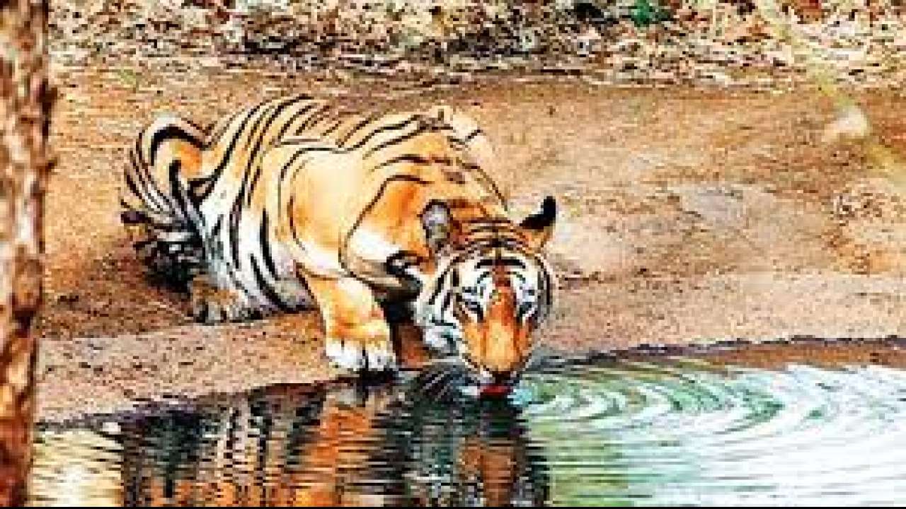 Global Tiger Day 2020: 70% of world's tiger population lives in India ...
