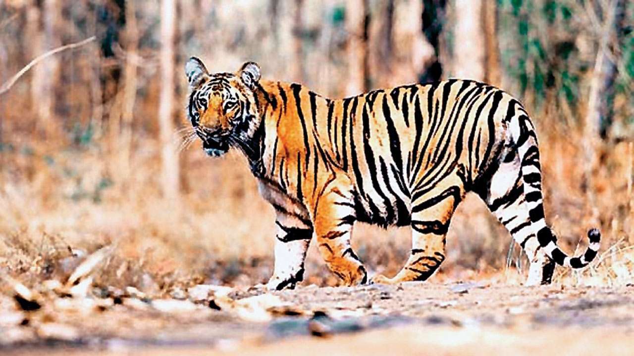 Global Tiger Day 2020: 70% of world's tiger population lives in India ...