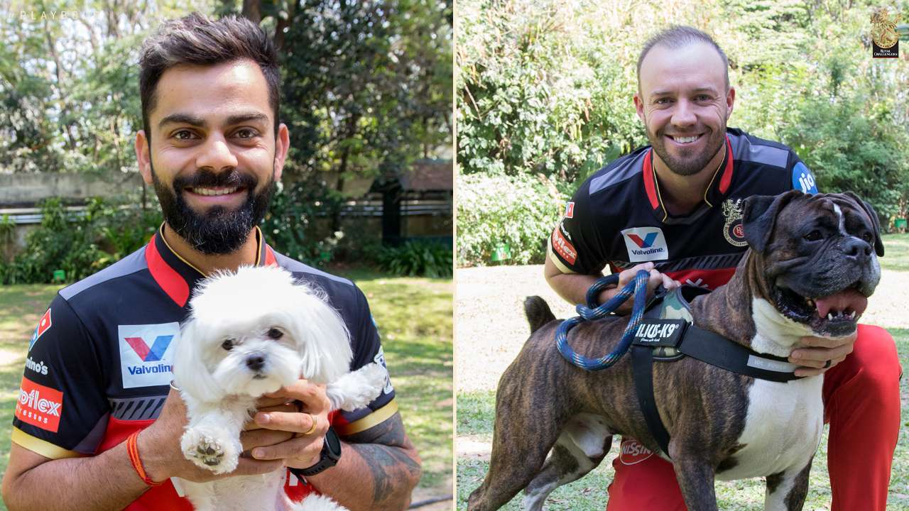 IPL: As 2020’s been ruff, let's spread some 'paw'sitivity with ...