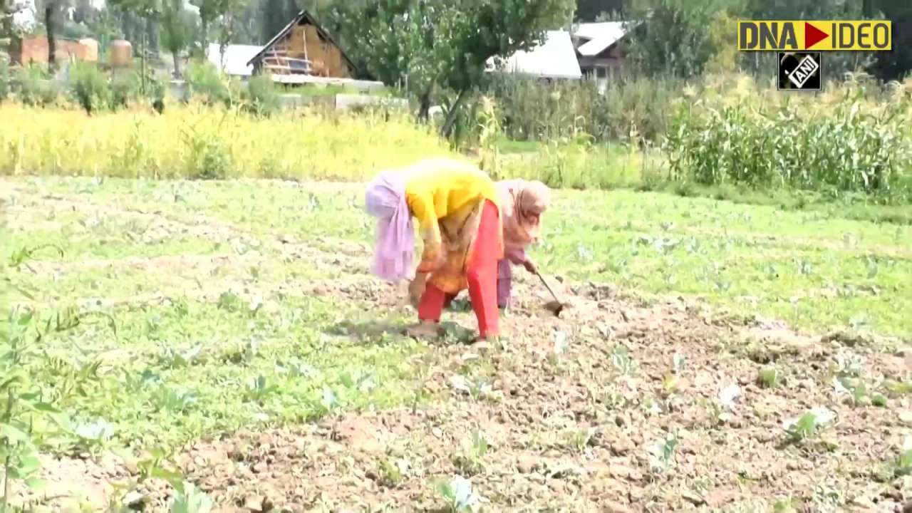 Organic farming opens new chapter in lives of farmers in Valley