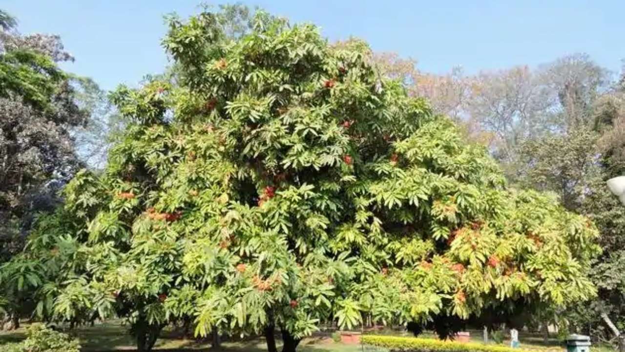 In pics: Sita Ashok tree to be planted around Ram Temple in Ayodhya