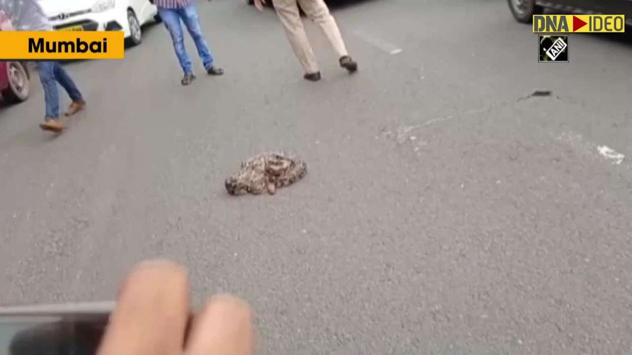 Watch: 8-ft-long python rescued from under car in Mumbai