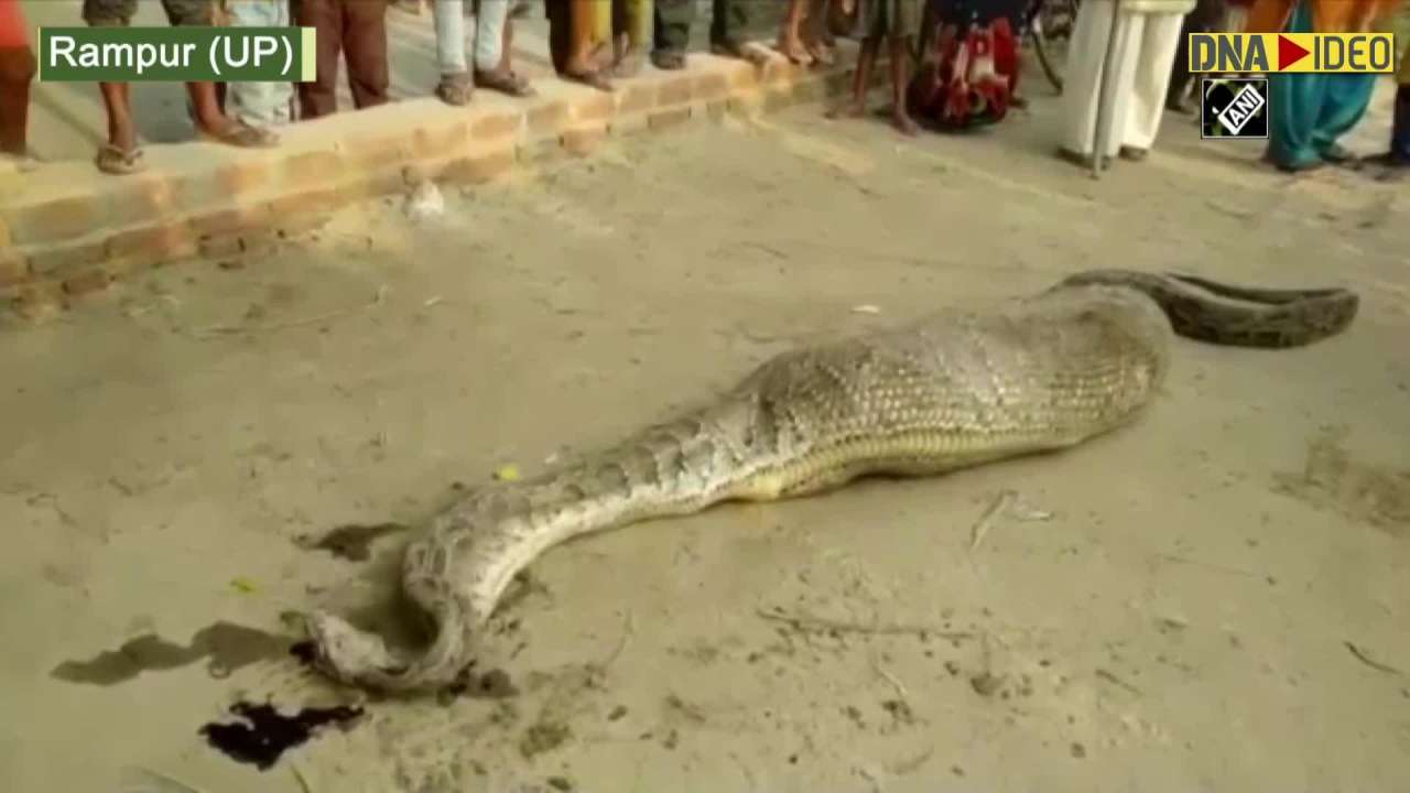 Forest officers rescue python in UP's Rampur
