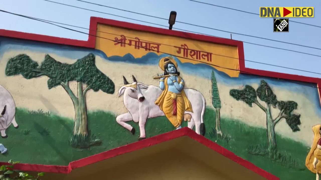 Dibrugarh gets cow hospital, first in northeast