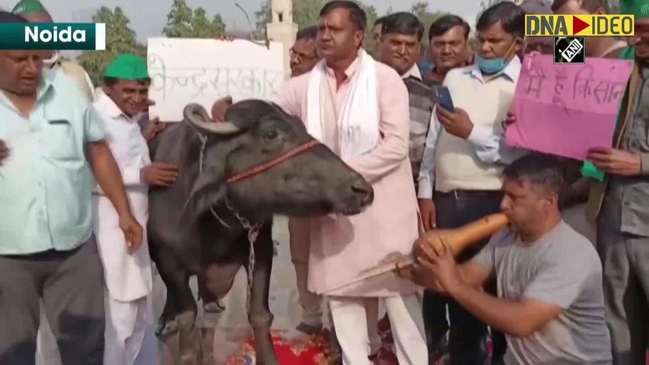 Watch: Man plays 'been' in front of buffalo during protest against farm ...