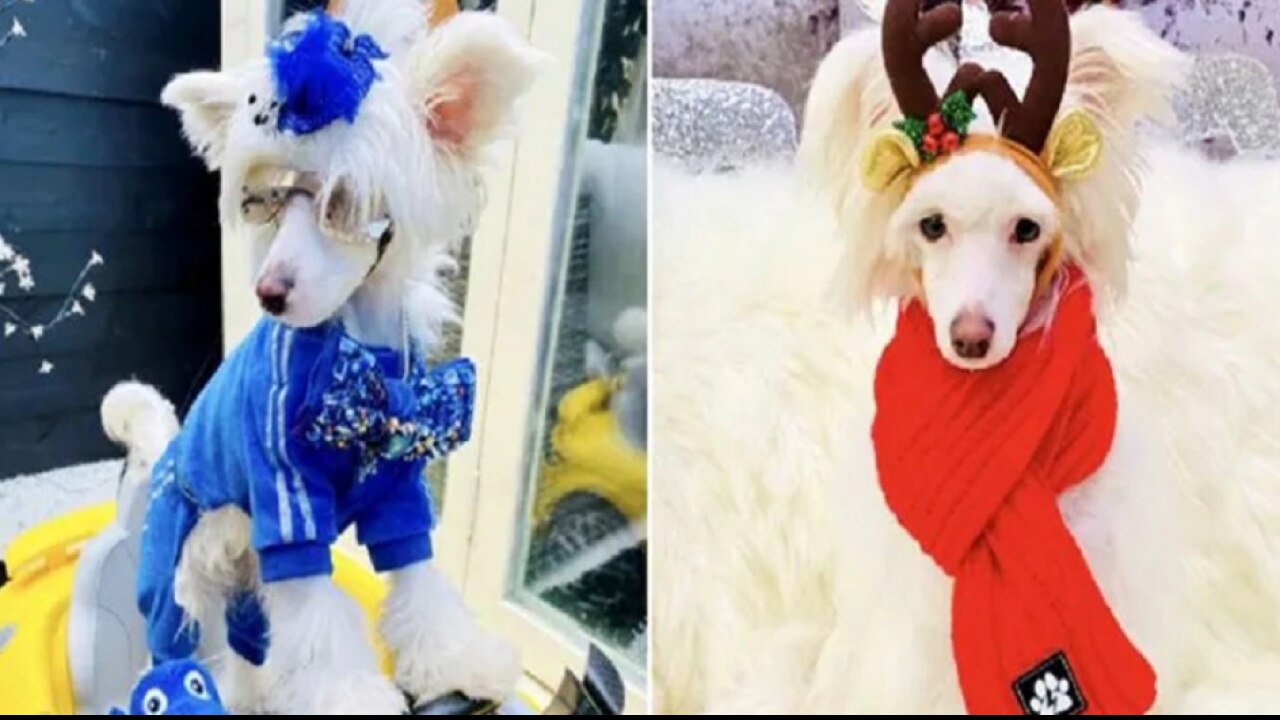 In Pics: Lavish life of pet dog who rides in Audi, spends lakhs on parties