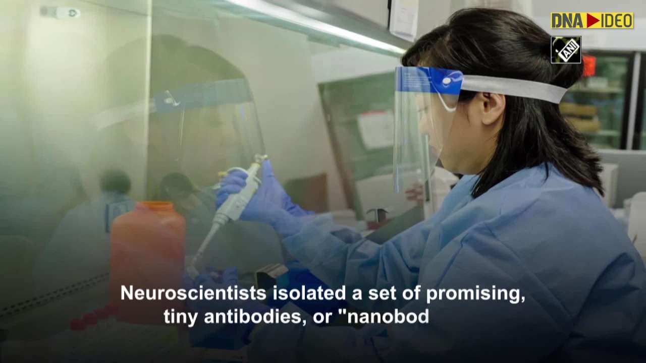 Neuroscientists isolate mini antibodies against COVID-19 from a llama