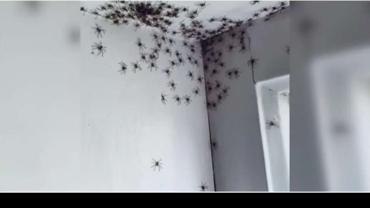 Watch: Woman's terrifying encounter with spiders in daughter's room ...
