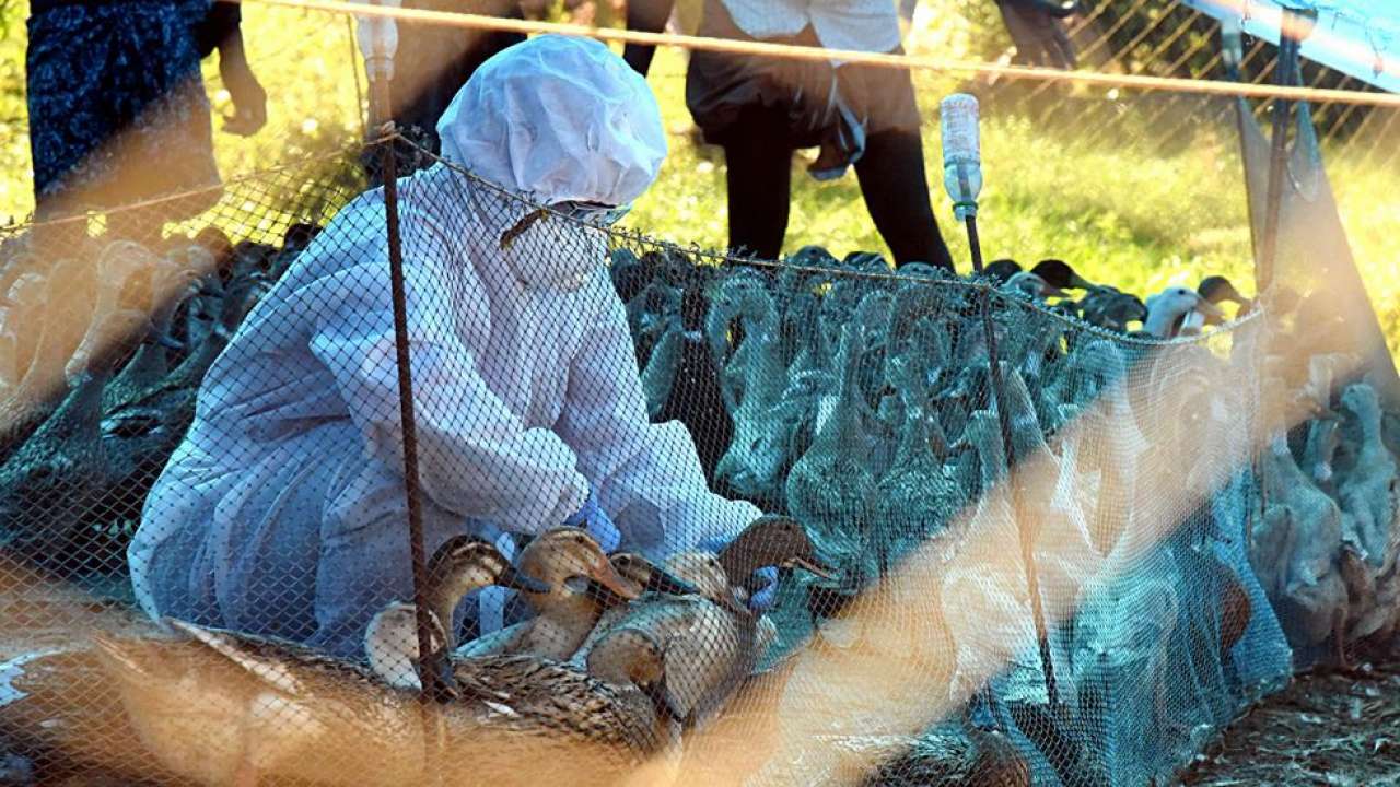 All about H5N8, the bird flu strain which infected humans in Russia