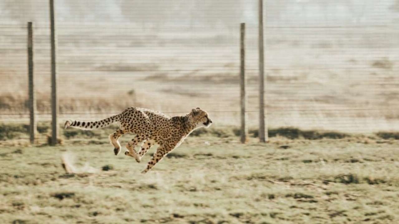 World Wild Life Day 2021: Extinct Cheetah to make a comeback in India ...