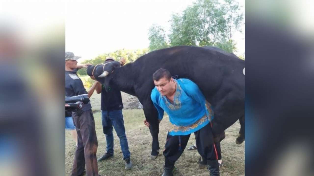 Viral: Man lifts buffalo, camel, horse on his shoulders - watch video