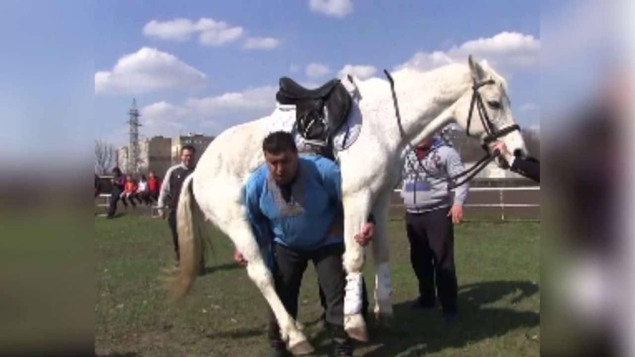Viral: Man lifts buffalo, camel, horse on his shoulders - watch video