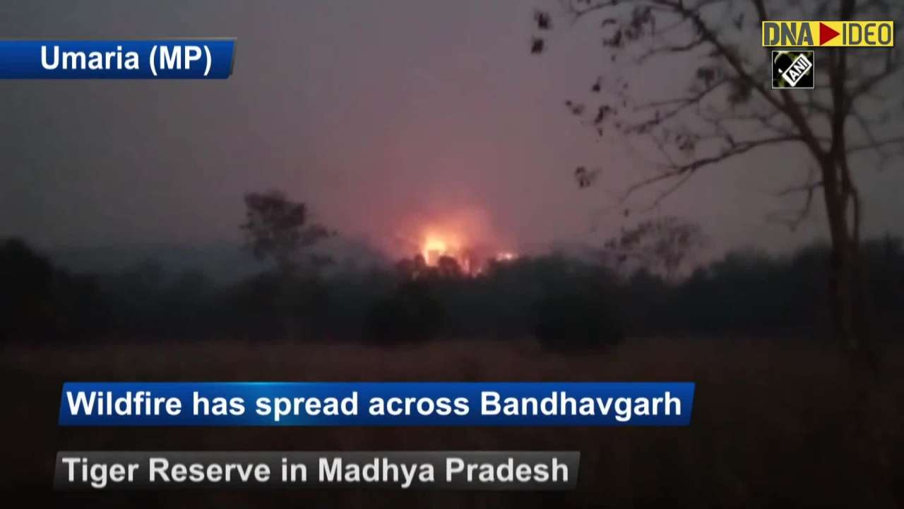 Madhya Pradesh: Wildfire raging MP tiger reserve for over 3 days