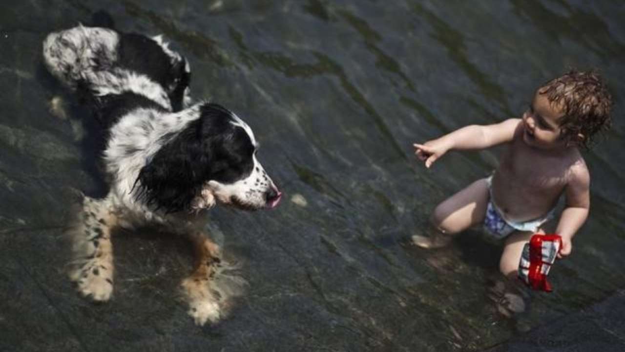 Study finds new COVID-19 infection from dogs is infecting children ...