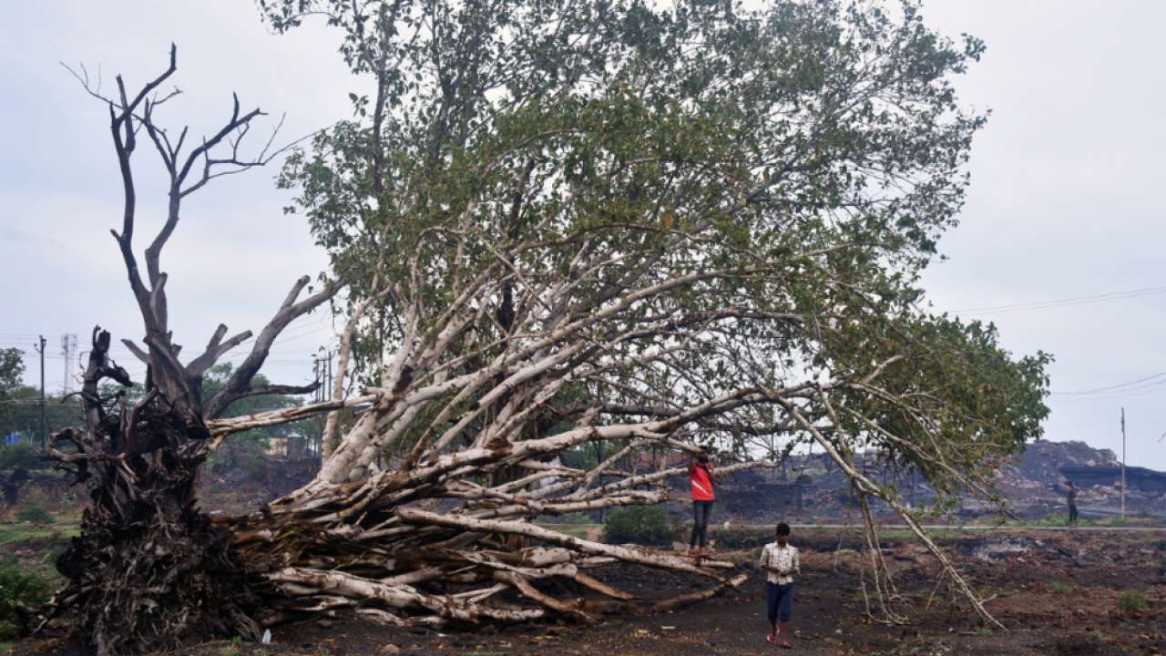 In Pics: Waterlogged streets, uprooted trees, damaged houses: Aftermath ...