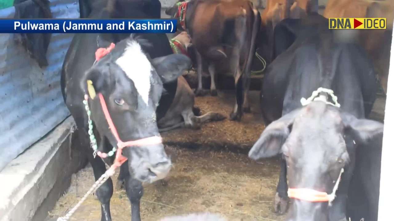 J&K's 'UMEED' scheme helps create first-ever women dairy Farmer ...