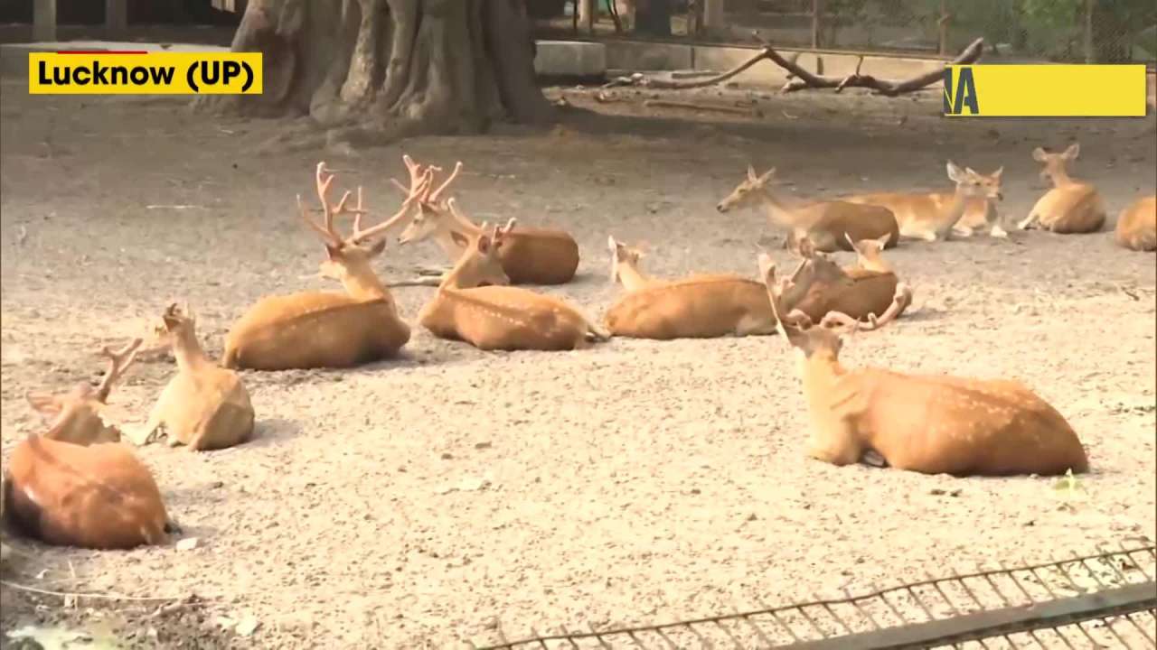 COVID: Lucknow zoo reopens for visitors