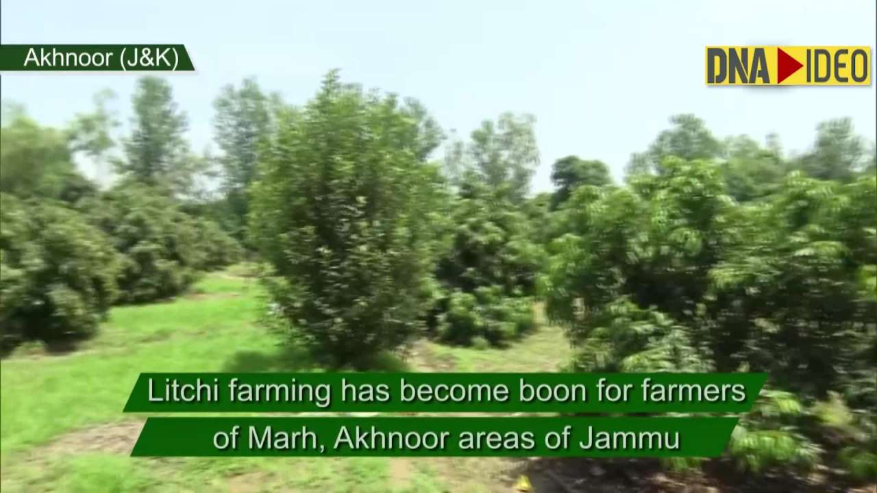 Litchi farming booms in Jammu