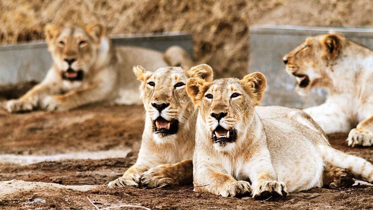 Four Chennai zoo lions infected with Delta variant of COVID-19, reveals ...