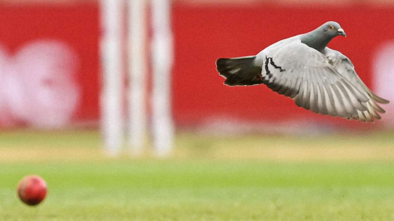 WTC Final: Pigeon caught on camera pooping on field on Day 5, netizens ...