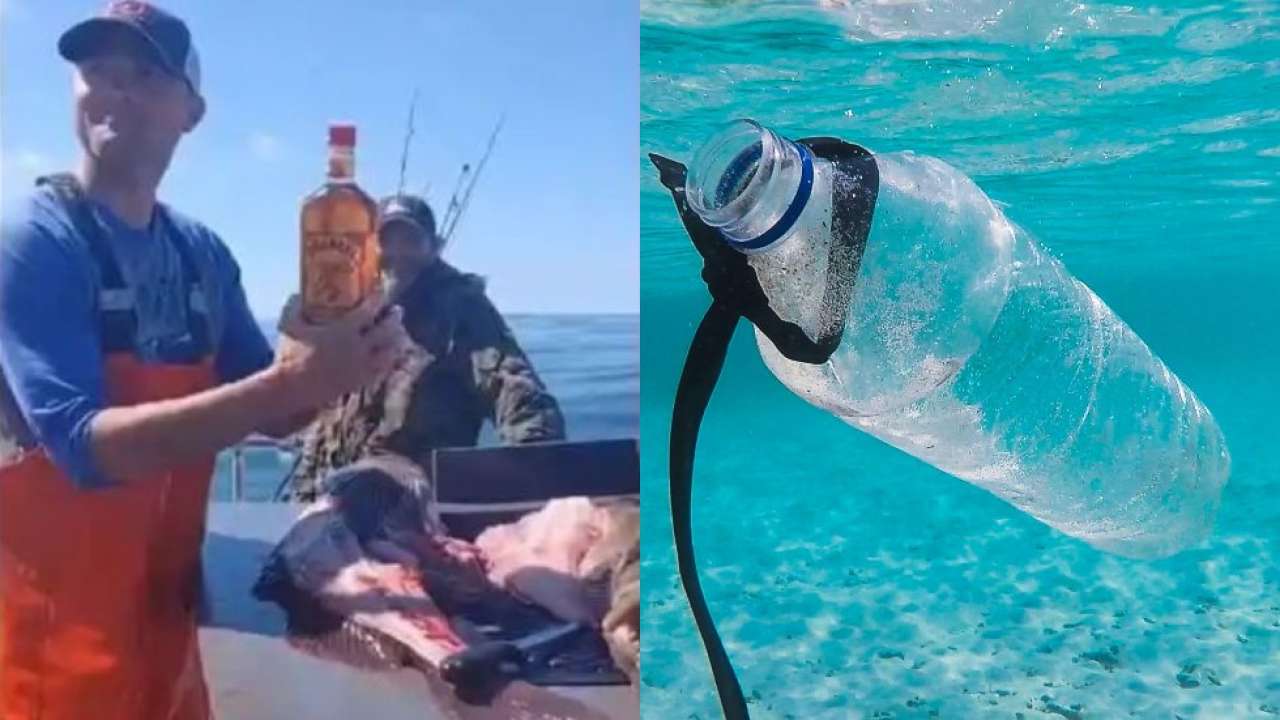 Whisky inside a fish: Fisherman’s viral ‘catch of the day’ sparks a ...