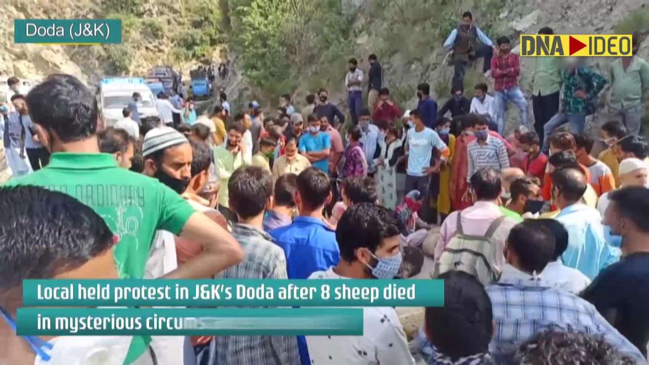8 sheep died in mysterious circumstances, dozen are critical in Doda