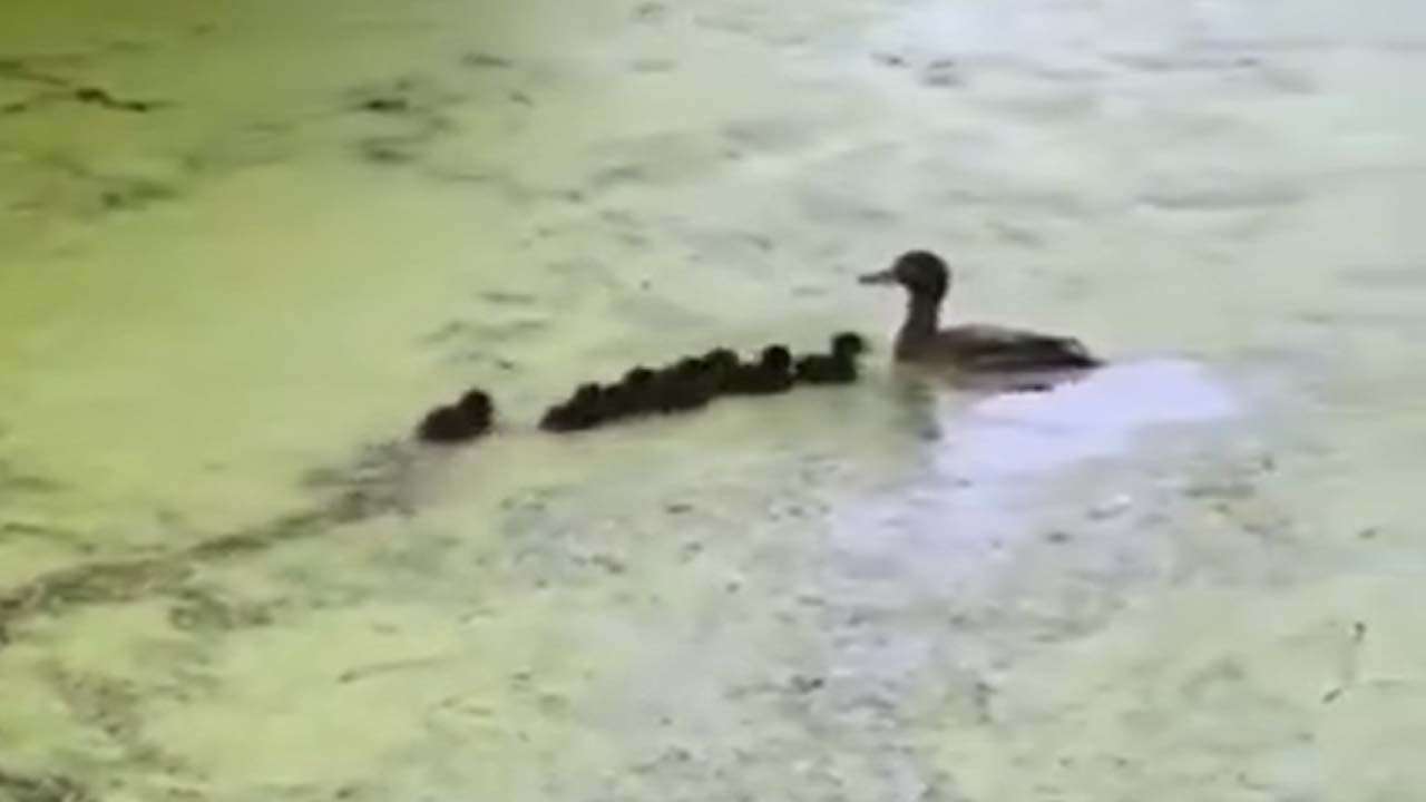 Viral: Mother duck plays 'Hide and Seek' with her ducklings, watch cute ...