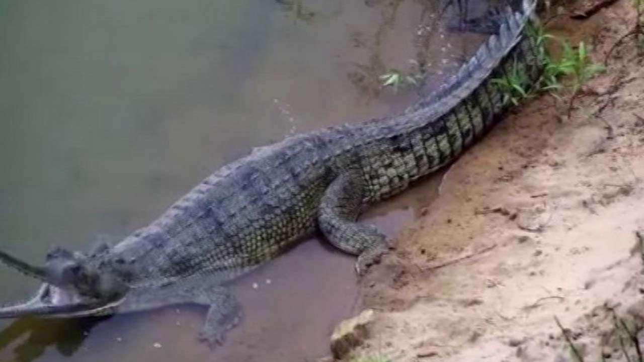 Crocodile enters Karnataka's Kogilaban village, villagers unharmed