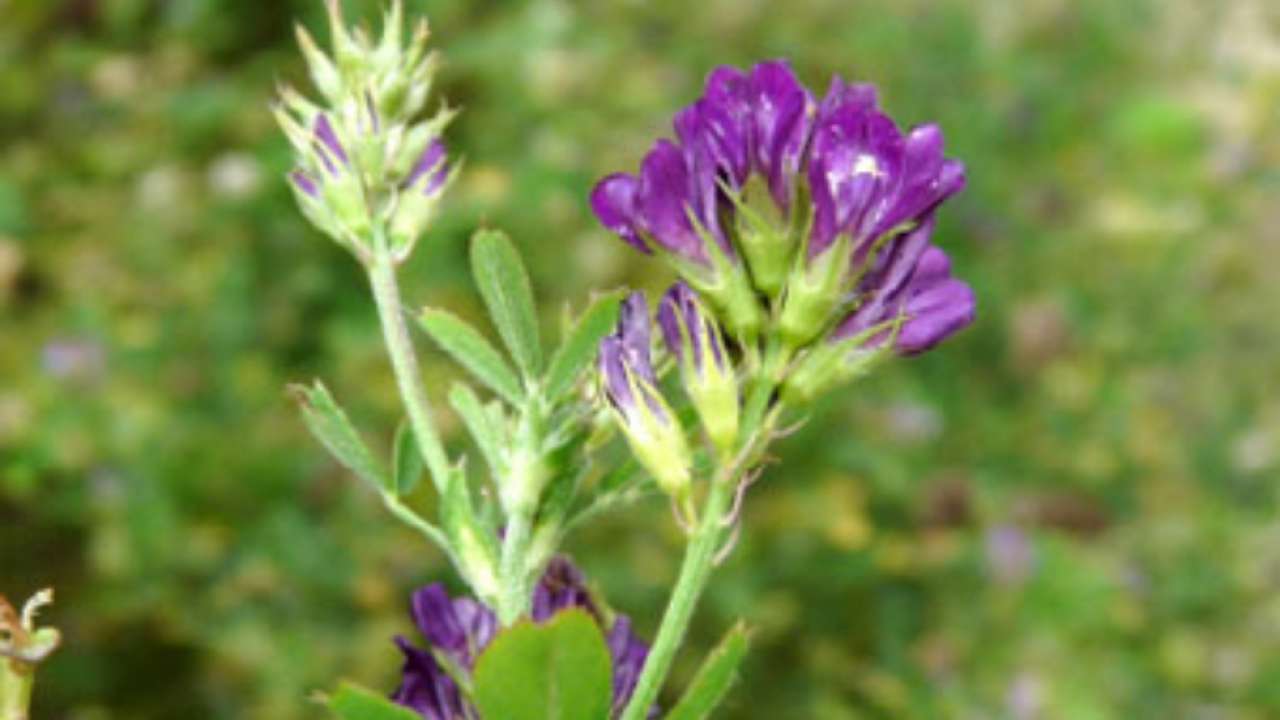 Fireweed, Dandelion, Hibiscus: Flowers and plants that you did not know ...