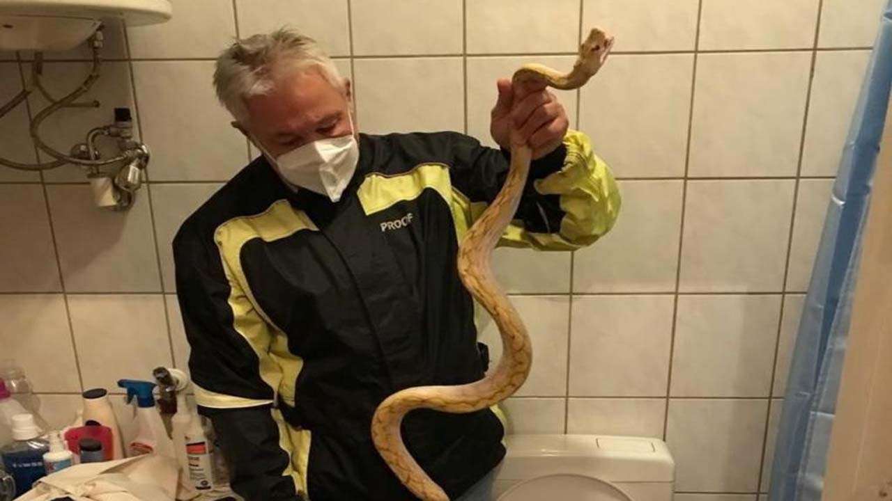 Pet python slithers into neighbour's toilet, bites elderly man sitting ...